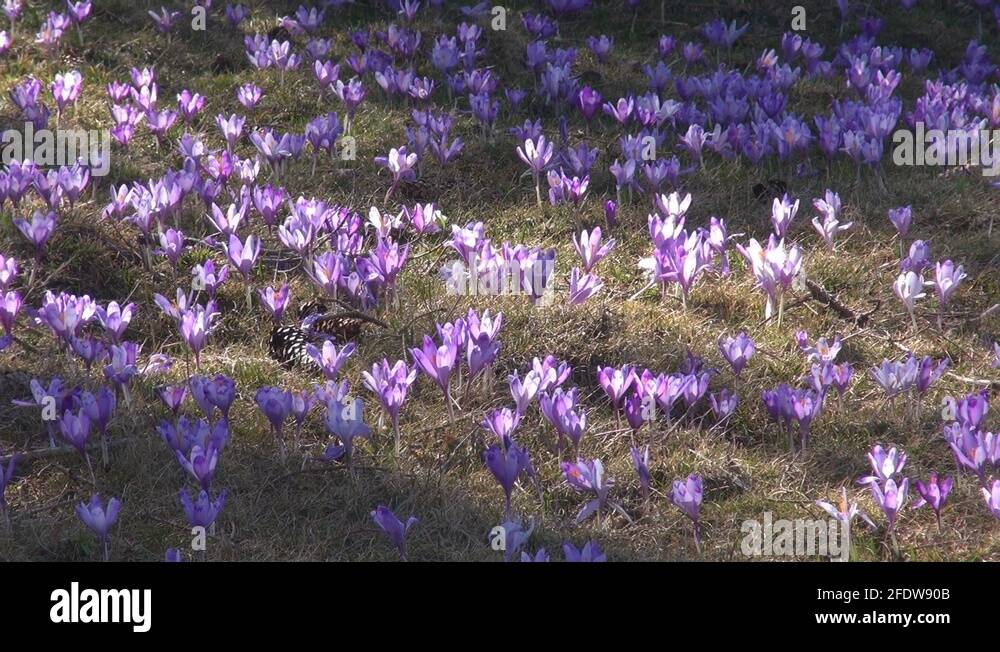 Beautiful spring day flower Stock Videos & Footage - HD and 4K Video ...