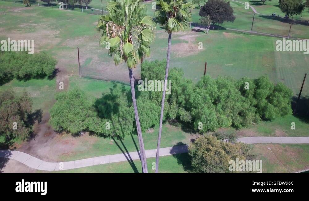 Pasadena palm trees Stock Videos & Footage - HD and 4K Video Clips - Alamy