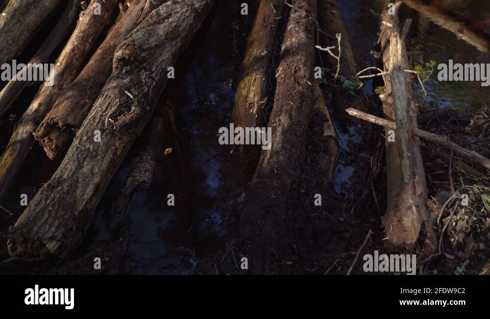 Estonian nature trail Stock Videos & Footage - HD and 4K Video Clips ...