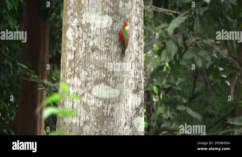 Picus puniceus Stock Videos & Footage - HD and 4K Video Clips - Alamy