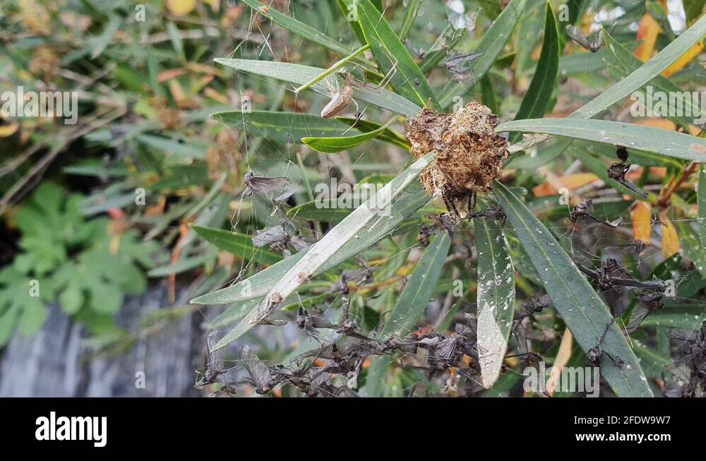 Spider moths Stock Videos & Footage - HD and 4K Video Clips - Alamy
