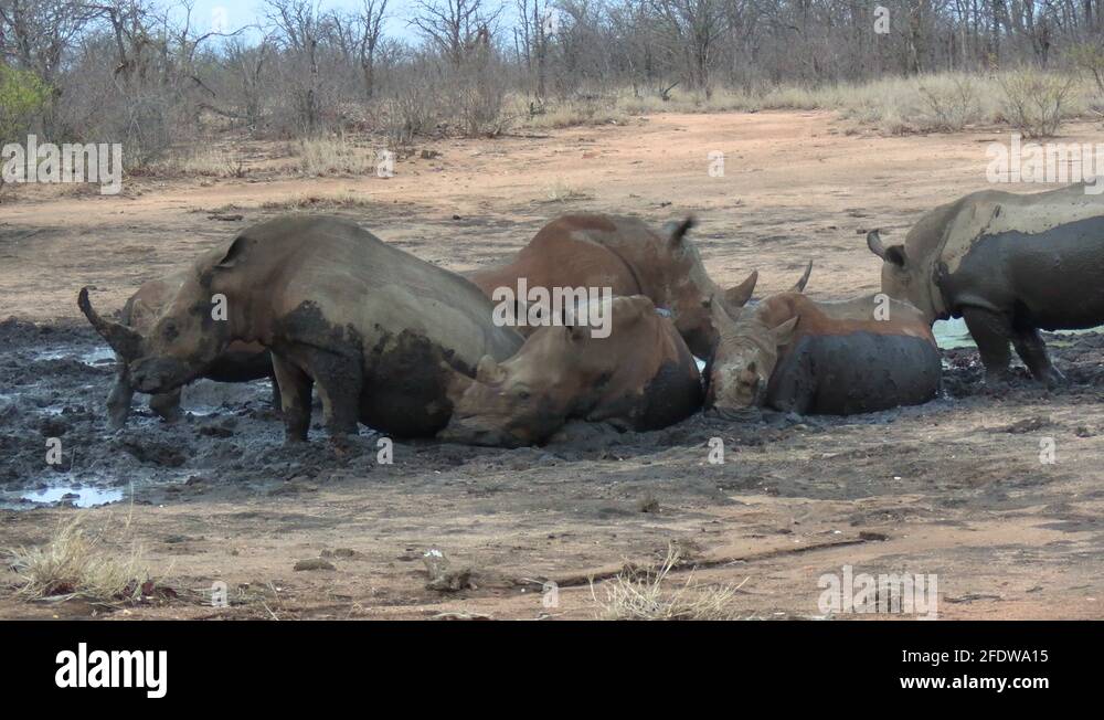 Rhinoceros Family Rolling in Mud of Protected Reserve. Funny Wild ...