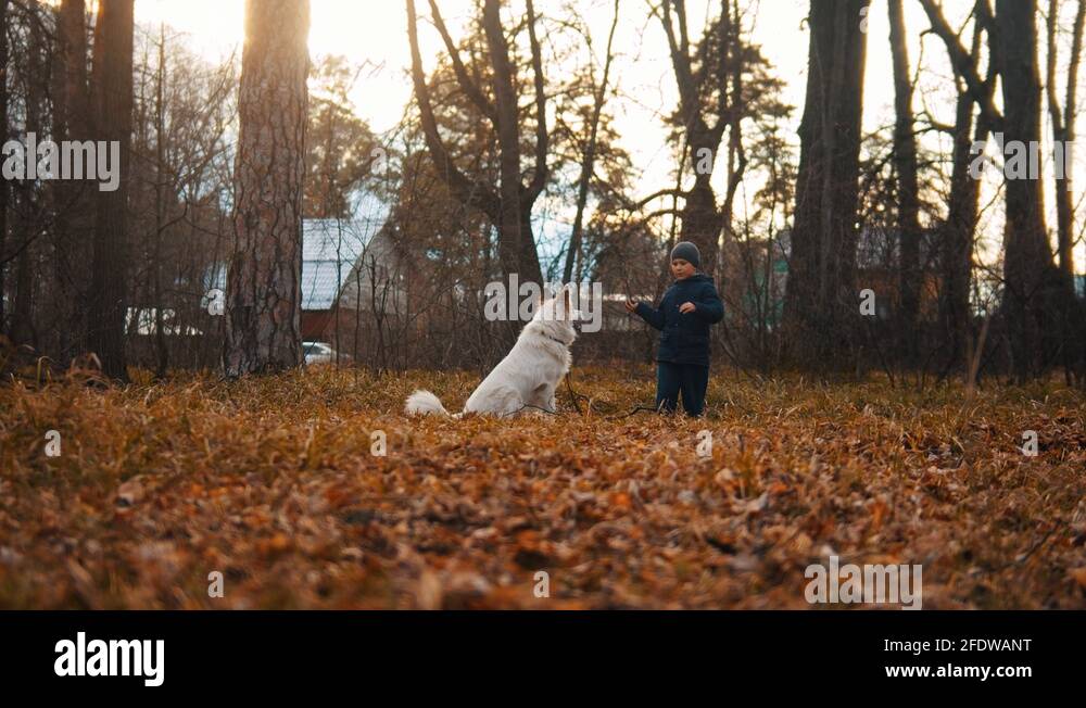 Boy running after dog Stock Videos & Footage - HD and 4K Video Clips ...