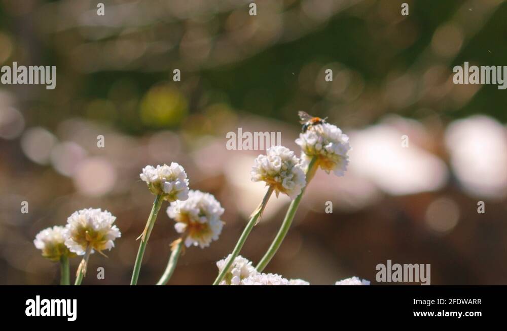 Honey bee landing on flower Stock Videos & Footage - HD and 4K Video ...