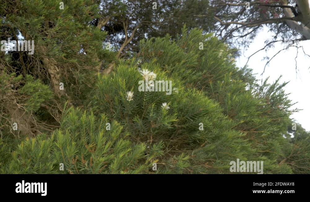Acacia trees australia Stock Videos & Footage - HD and 4K Video Clips ...