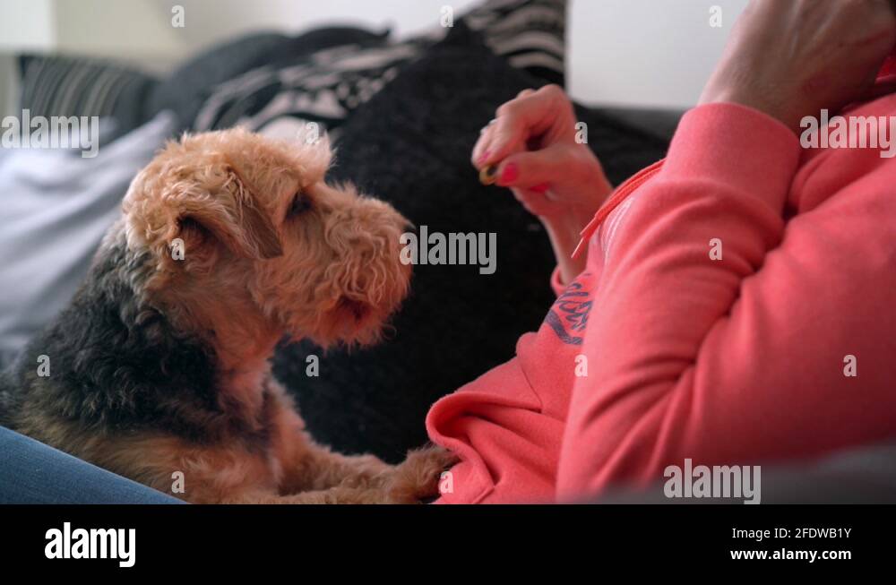 Getting treat Stock Videos & Footage - HD and 4K Video Clips - Alamy