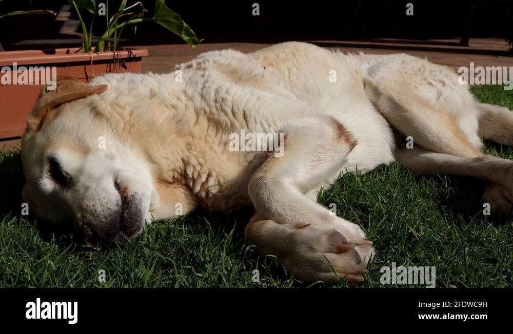 Male labrador retriever Stock Videos & Footage - HD and 4K Video Clips ...