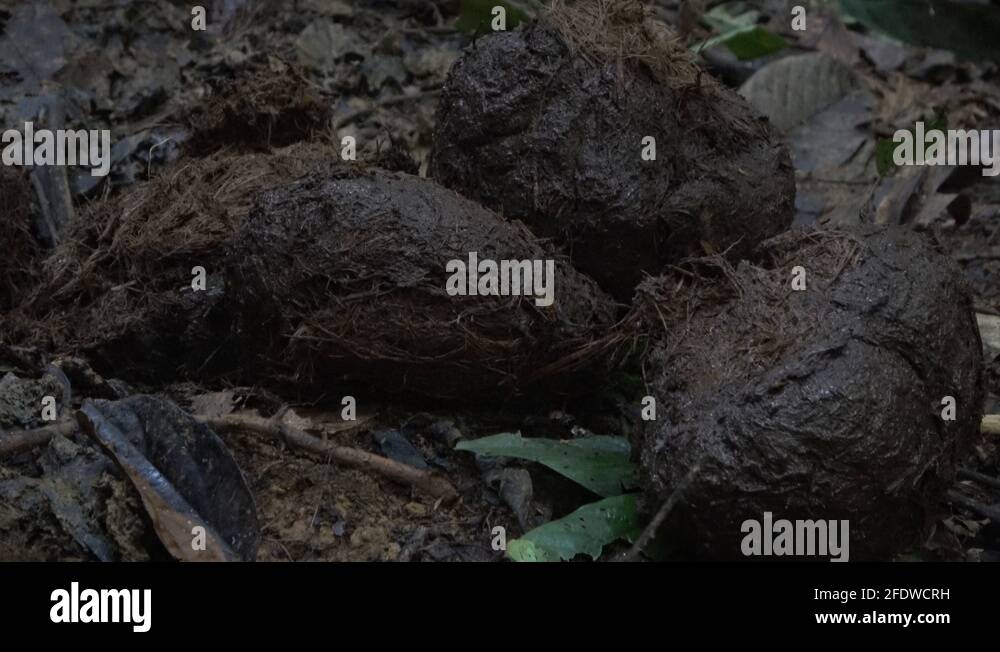 Mammal dung Stock Videos & Footage - HD and 4K Video Clips - Alamy