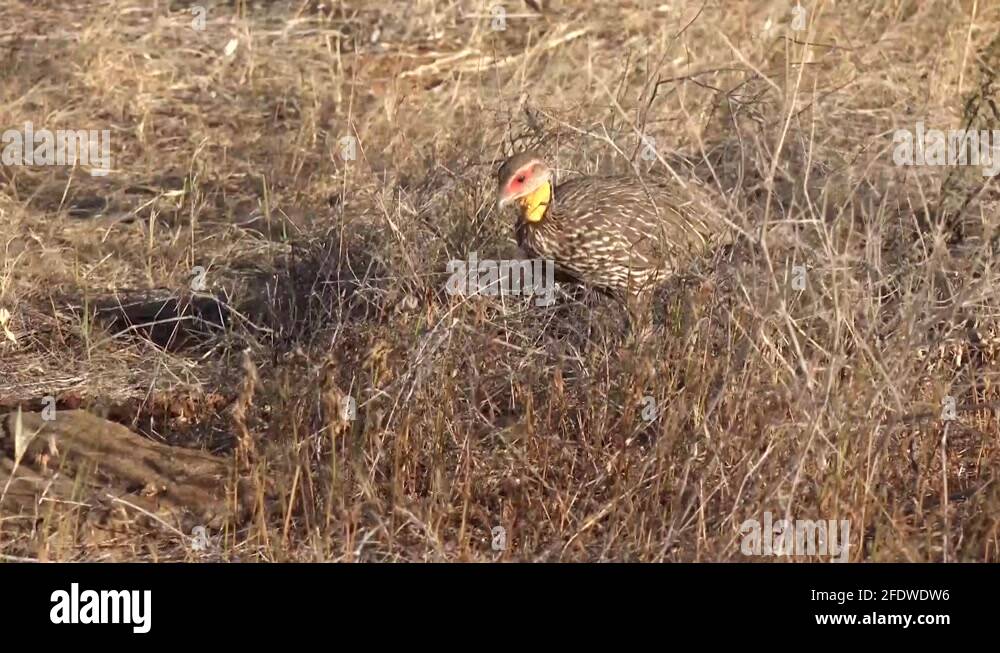 Dotted hen Stock Videos & Footage - HD and 4K Video Clips - Alamy