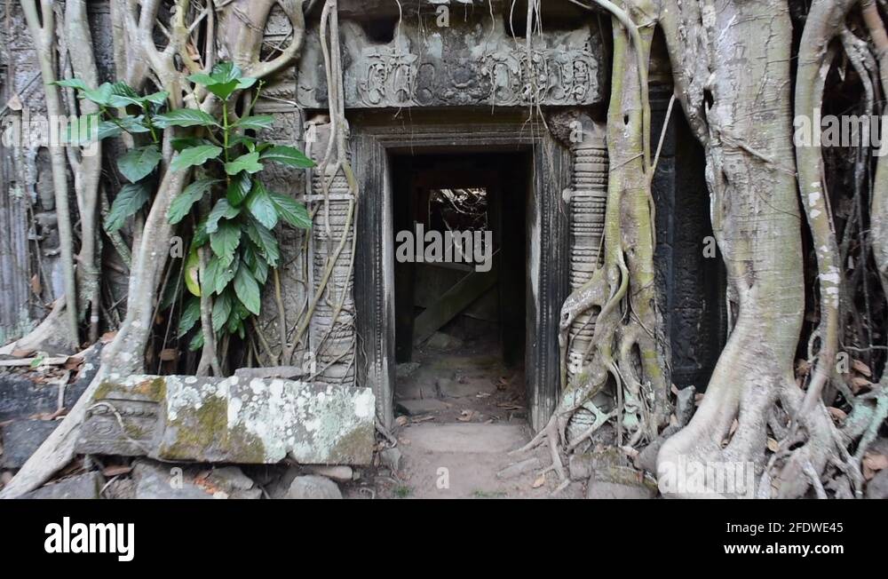Siem reap tree roots Stock Videos & Footage - HD and 4K Video Clips - Alamy