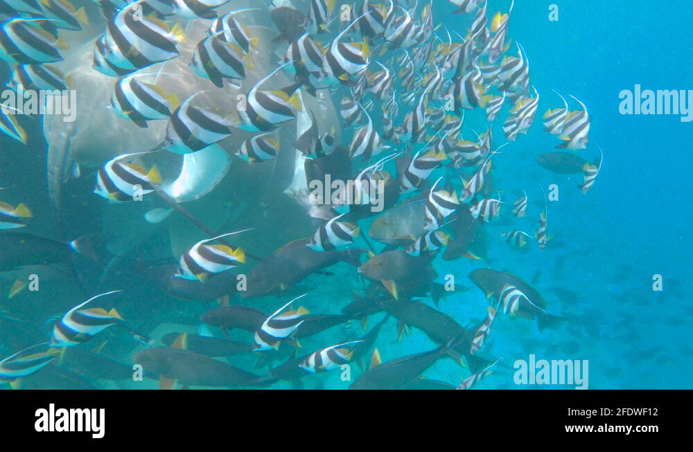 School of stingrays Stock Videos & Footage - HD and 4K Video Clips - Alamy