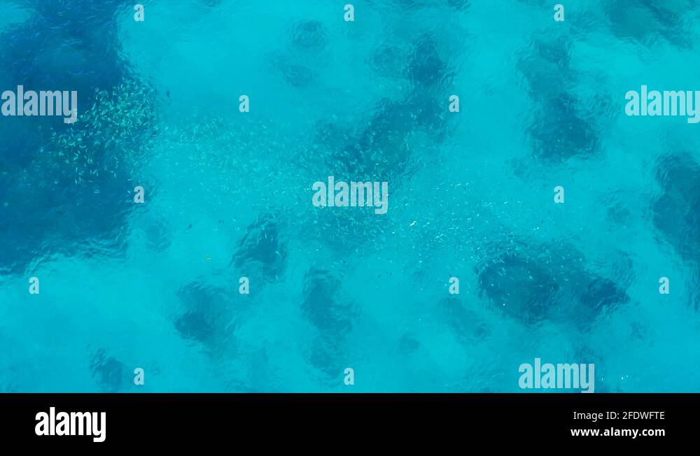 Fish top view swimming Stock Videos & Footage - HD and 4K Video Clips ...