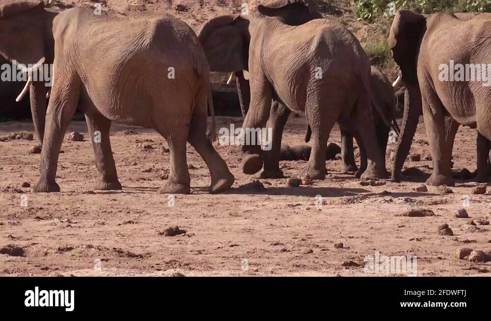 Jungle animals together Stock Videos & Footage - HD and 4K Video Clips ...