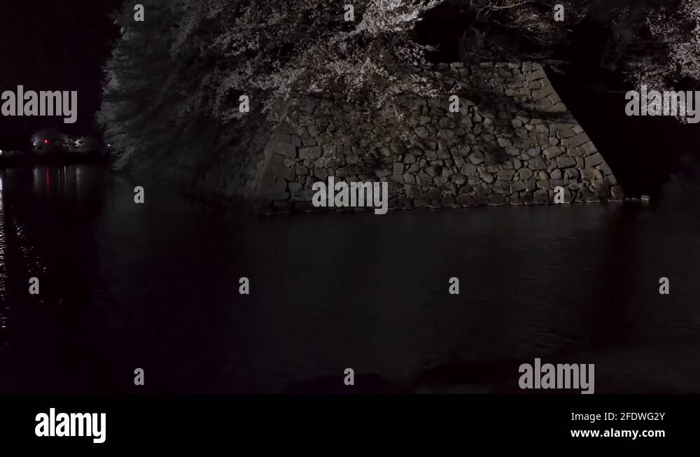 Dark moody blooms Stock Videos & Footage - HD and 4K Video Clips - Alamy