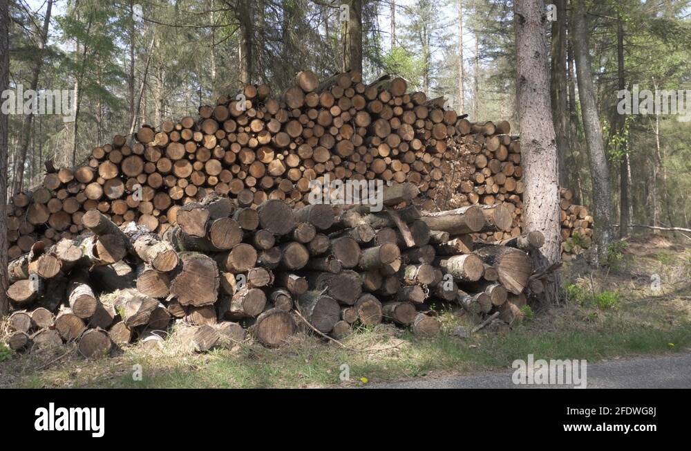 Log piles for wildlife Stock Videos & Footage - HD and 4K Video Clips ...