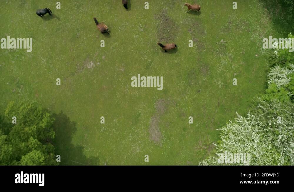 Scatter approach Stock Videos & Footage - HD and 4K Video Clips - Alamy