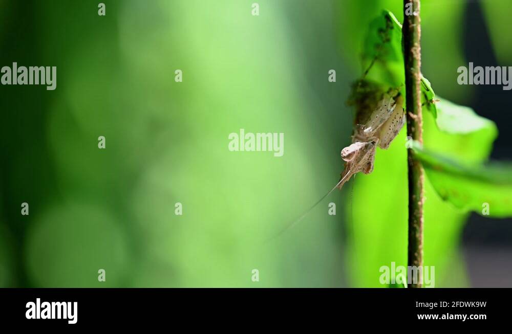 Praying Mantis, Ceratomantis saussurii; a very tiny Horned Mantis ...
