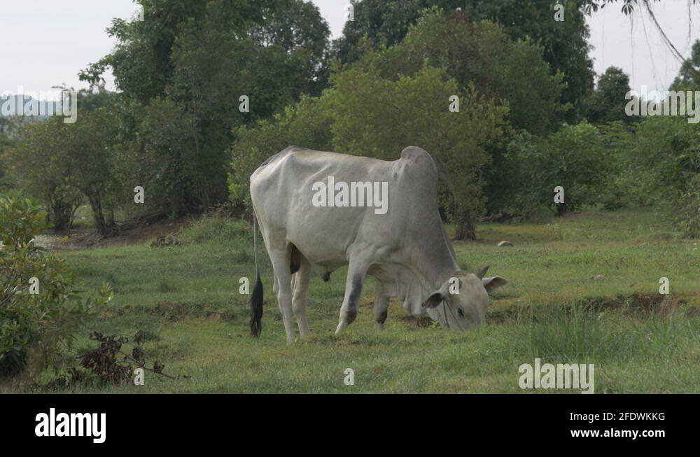 Cambodian cow Stock Videos & Footage - HD and 4K Video Clips - Alamy