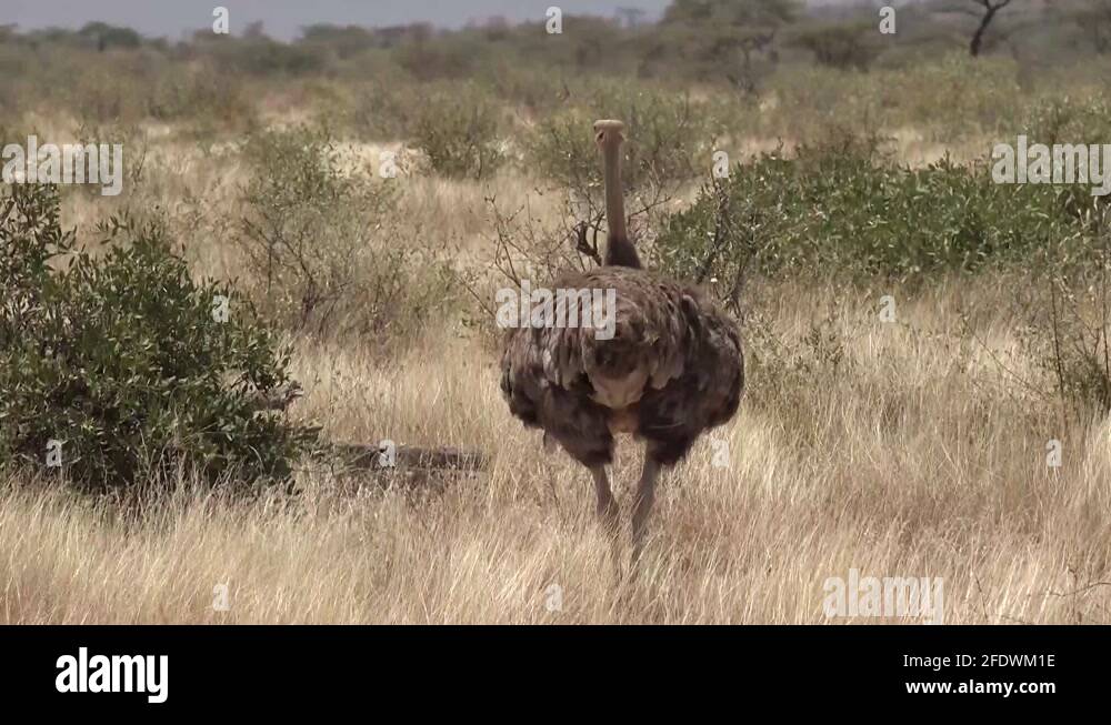 Proud animals Stock Videos & Footage - HD and 4K Video Clips - Alamy