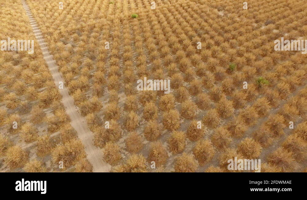 Dried out land in drought Stock Videos & Footage - HD and 4K Video ...