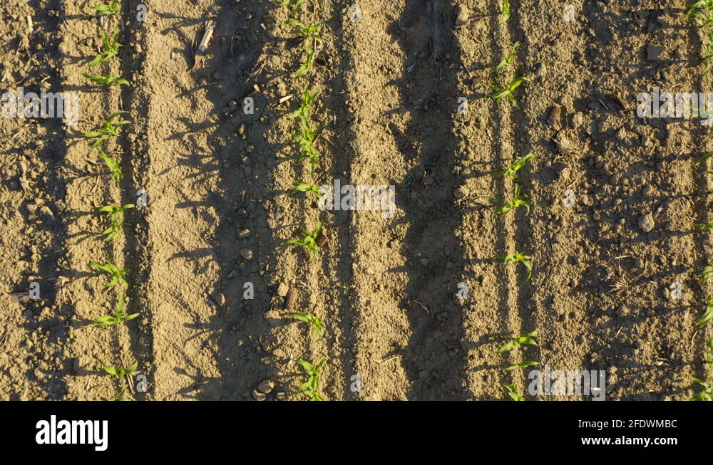 Soil texture field Stock Videos & Footage - HD and 4K Video Clips - Alamy