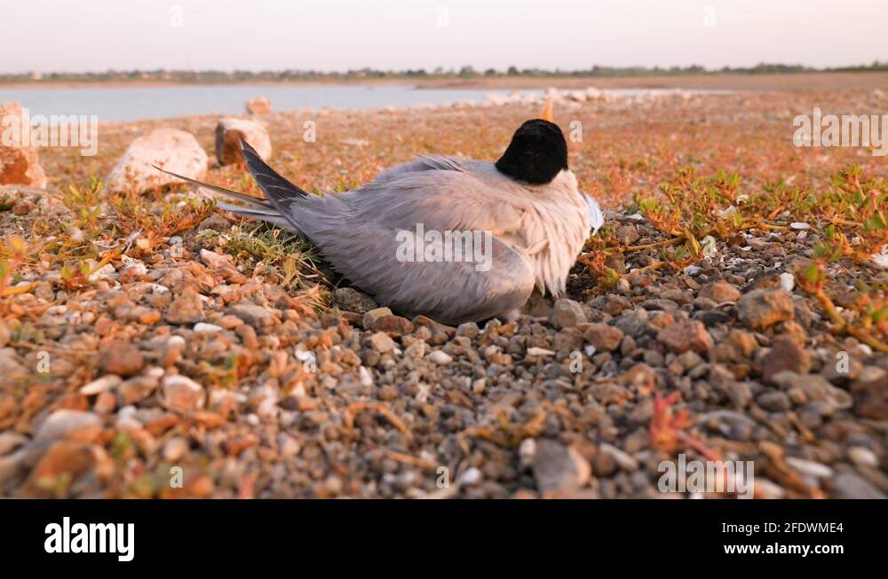 Brooding chick Stock Videos & Footage - HD and 4K Video Clips - Alamy