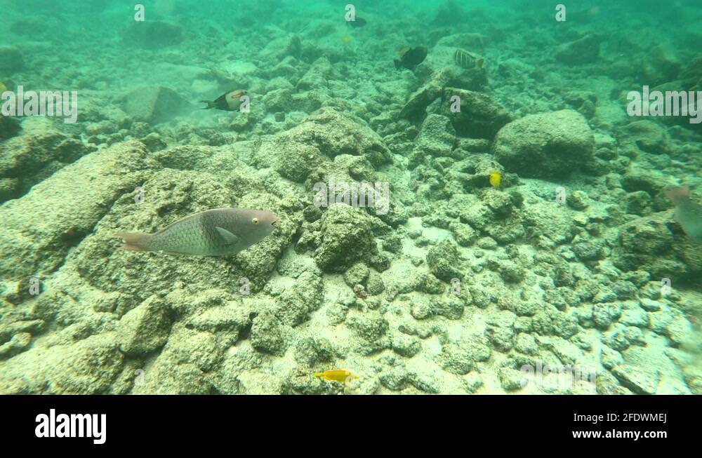 Cute smiling fish with googly looking eyes swimming under the ocean in ...