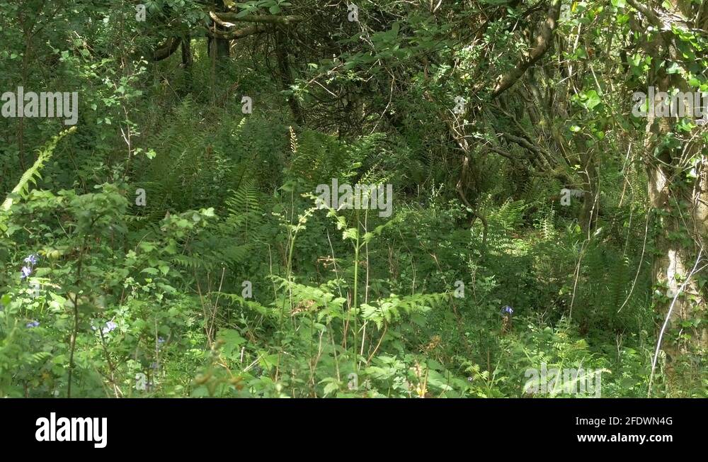 Devon plants Stock Videos & Footage - HD and 4K Video Clips - Alamy