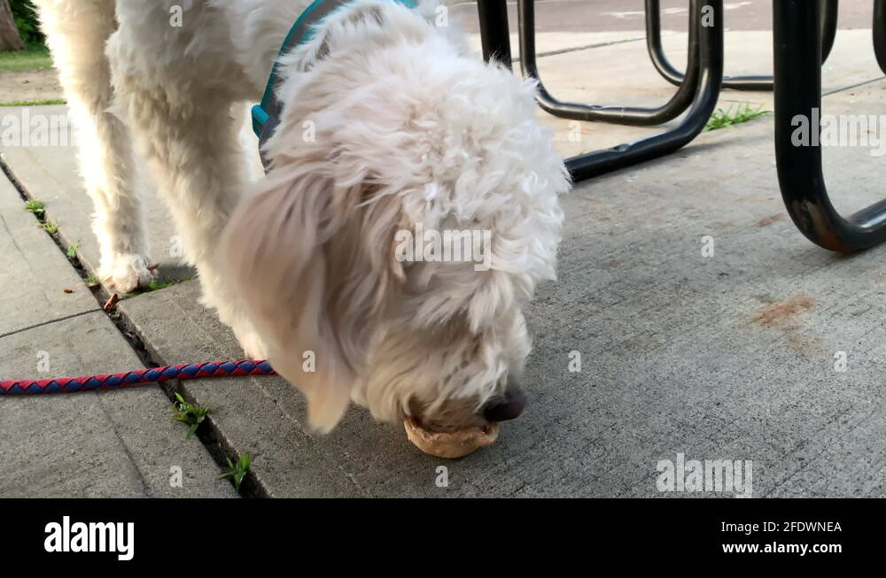 Puppy dog licking ice cream Stock Videos & Footage - HD and 4K Video ...