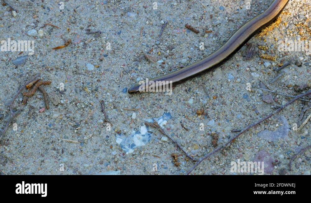 Creeping on the ground Stock Videos & Footage - HD and 4K Video Clips ...