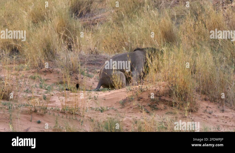 African lions mating national park Stock Videos & Footage - HD and 4K ...