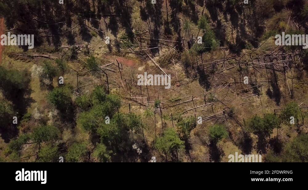 Piles of trees Stock Videos & Footage - HD and 4K Video Clips - Alamy