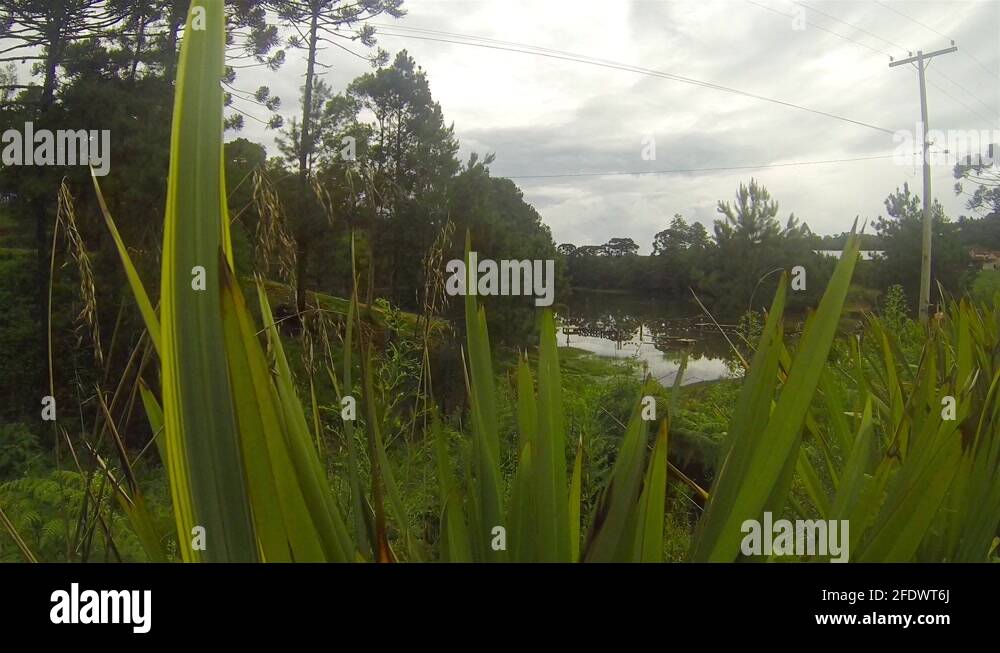 Tall grass slide Stock Videos & Footage - HD and 4K Video Clips - Alamy