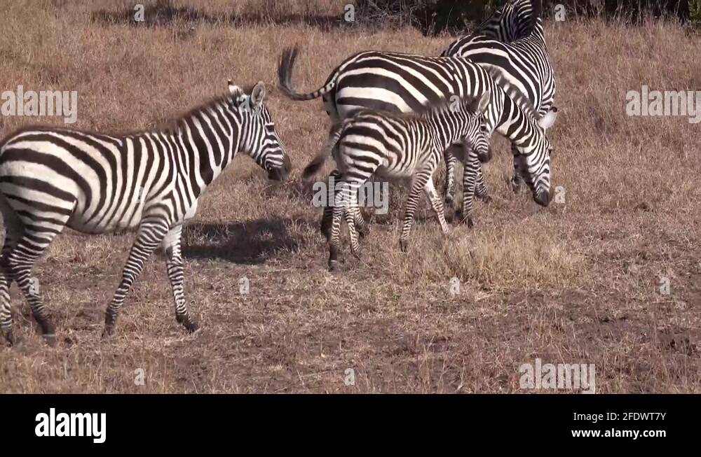 Pretty ones Stock Videos & Footage - HD and 4K Video Clips - Alamy