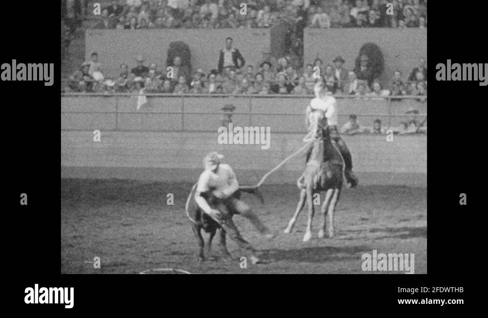 1950s: Man grabs cow around the neck, wrestles with cow, holds cow ...