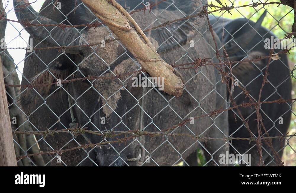 Buffalo fence Stock Videos & Footage - HD and 4K Video Clips - Alamy