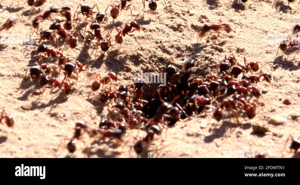 Underground ant house Stock Videos & Footage - HD and 4K Video Clips ...