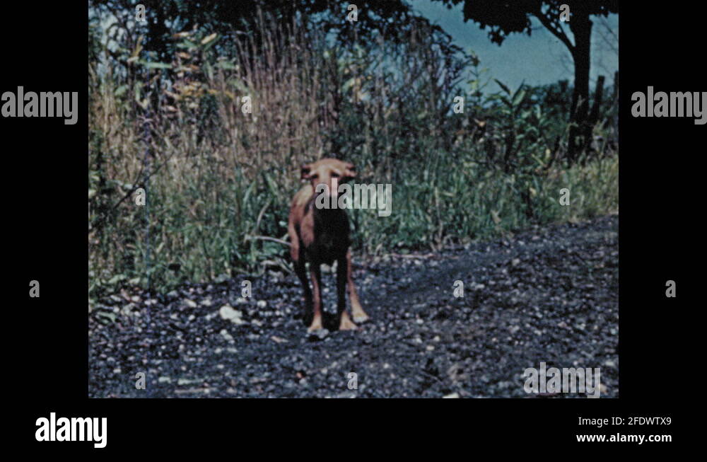 Dog catchers Stock Videos & Footage - HD and 4K Video Clips - Alamy