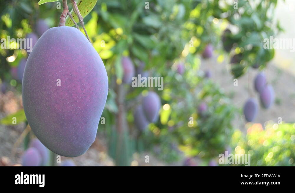 Mango hanging at tree in a plantation of mango fruit trees Stock Video ...