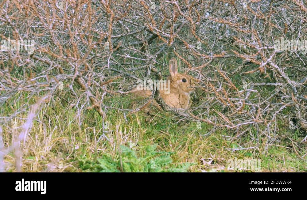 European Rabbit, Coney Sitting Under The Dry And Bare Bushes In Texel ...