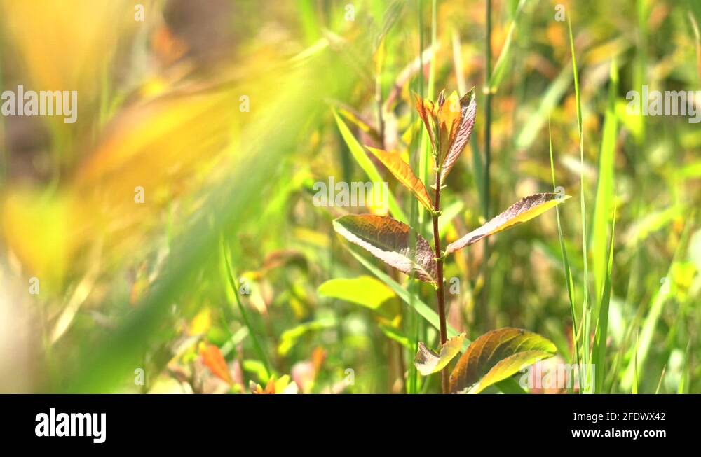 Green and red in nature Stock Videos & Footage - HD and 4K Video Clips ...