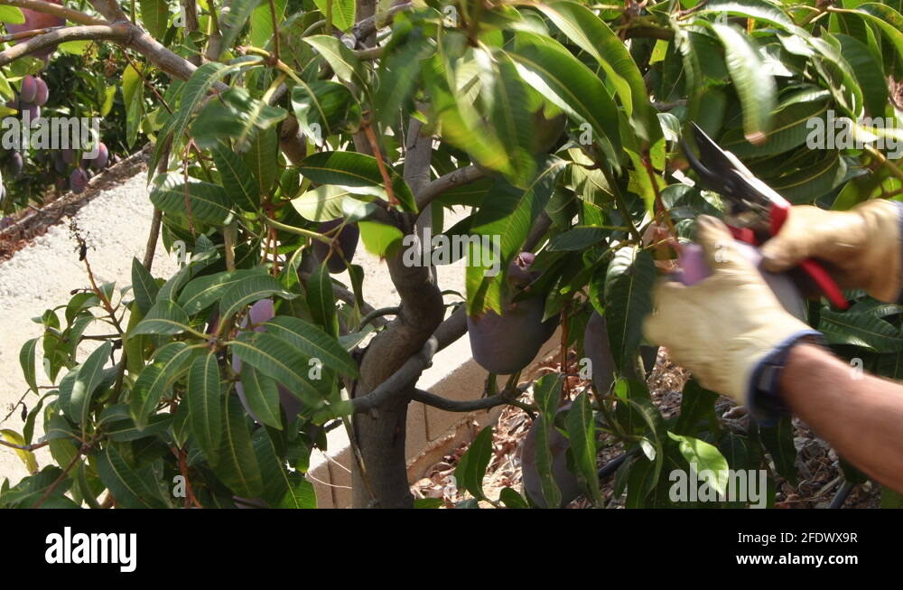 Collecting mango fruit with a scissor Stock Video Footage - Alamy