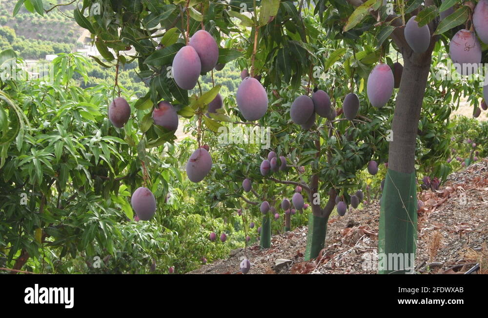 Mangoes hanging in a mango tree in a plantation of fruit trees Stock ...