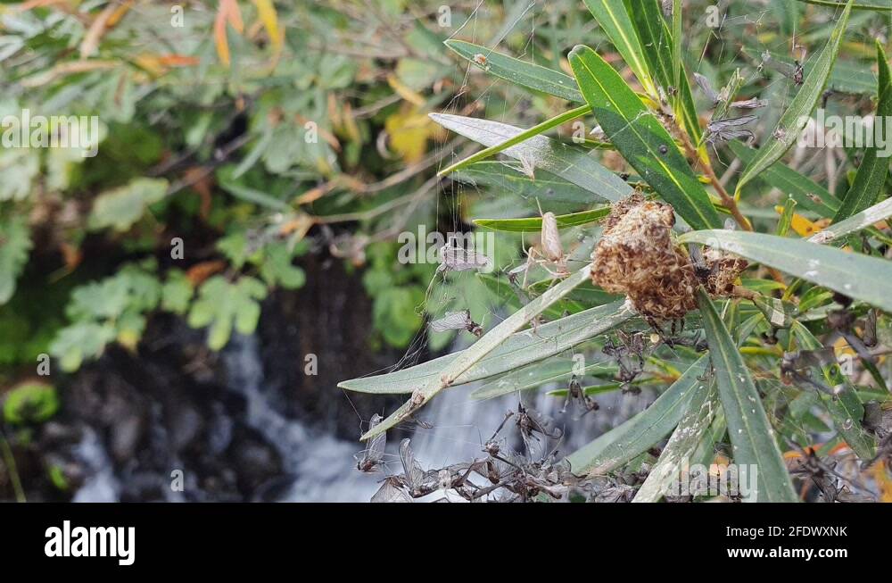 Spider larder Stock Videos & Footage - HD and 4K Video Clips - Alamy