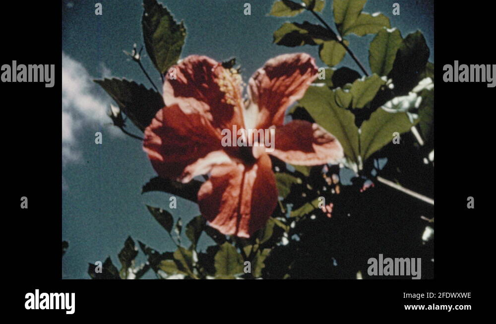 Red flag bush Stock Videos & Footage - HD and 4K Video Clips - Alamy