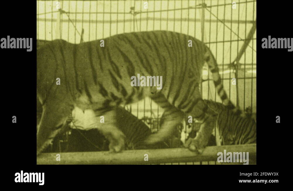 Tiger balance Stock Videos & Footage - HD and 4K Video Clips - Alamy