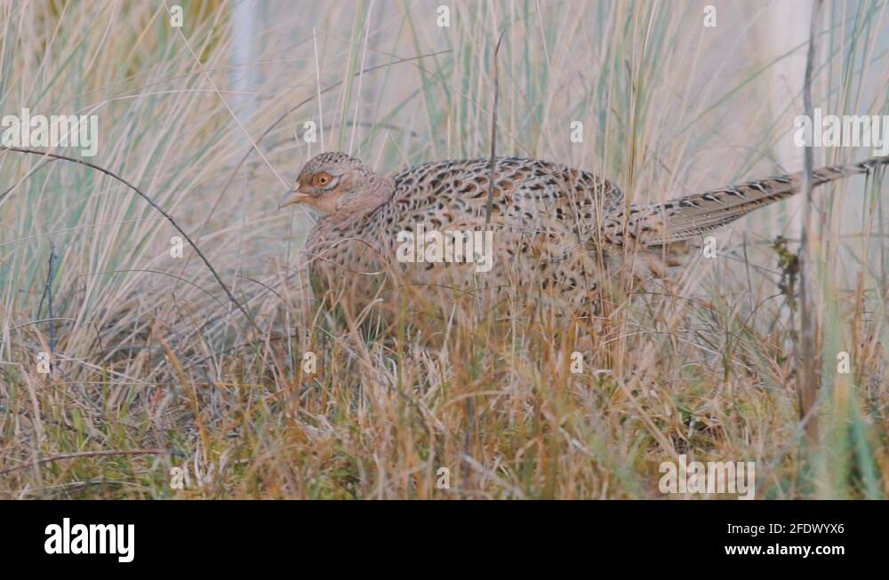 Wild pheasant habitat Stock Videos & Footage - HD and 4K Video Clips ...