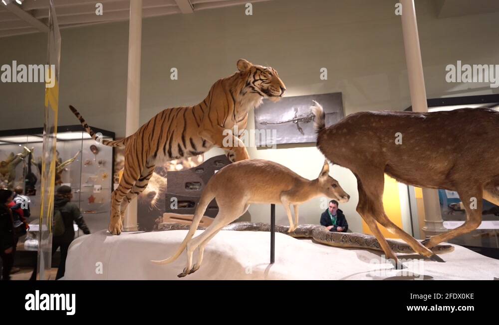 Tiger hunting deer Stock Videos & Footage - HD and 4K Video Clips - Alamy