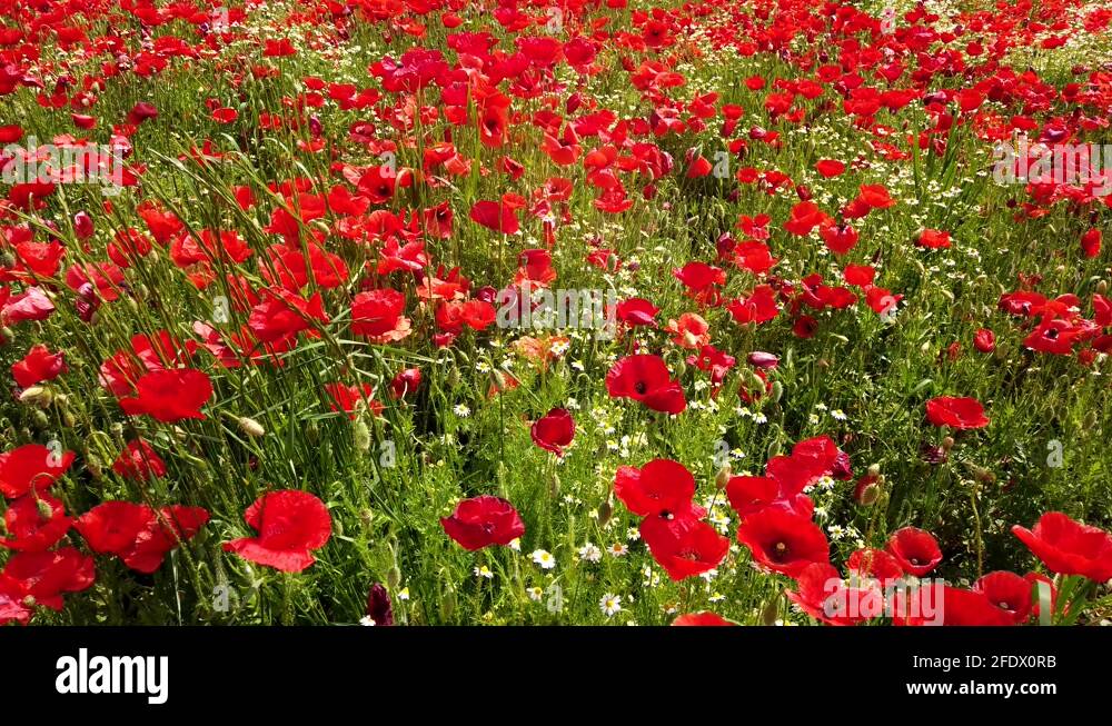 Pretty flying insects Stock Videos & Footage - HD and 4K Video Clips ...