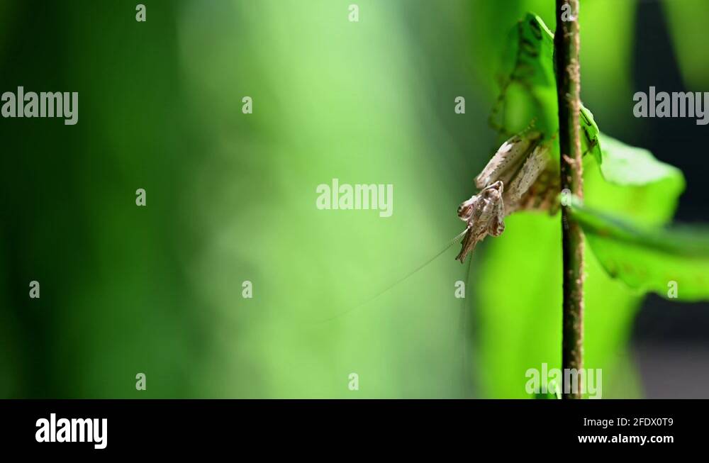 Horned praying mantis Stock Videos & Footage - HD and 4K Video Clips ...